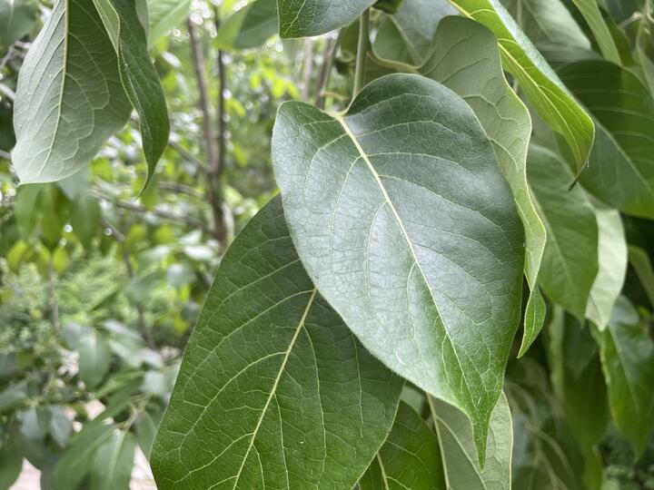 Home | CMP Tree Selection Tool